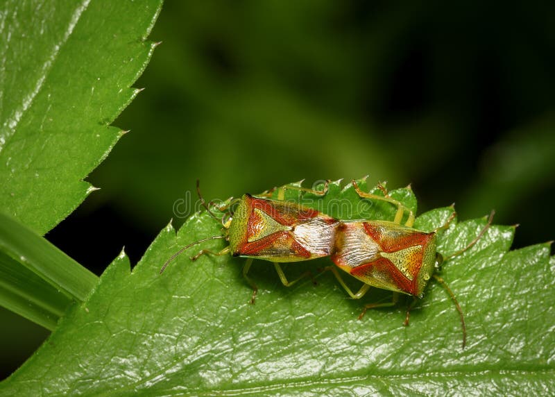 Forest Bugs with Red Wings Mate on a Shrub Leaf Stock Photo - Image of ...