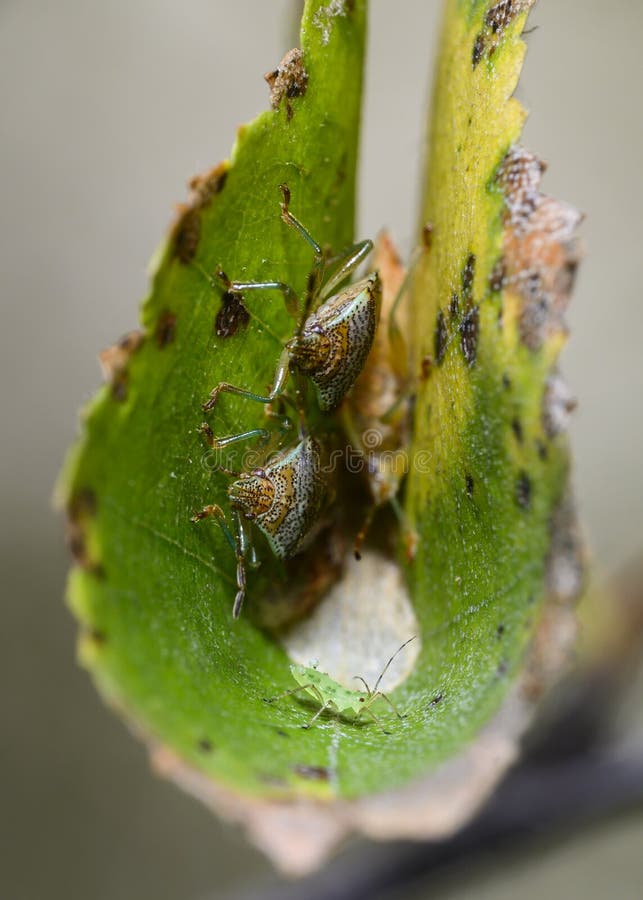 Forest Bugs and Small Aphid Hide in a Rolled-up Leaf of a Shrub Stock ...
