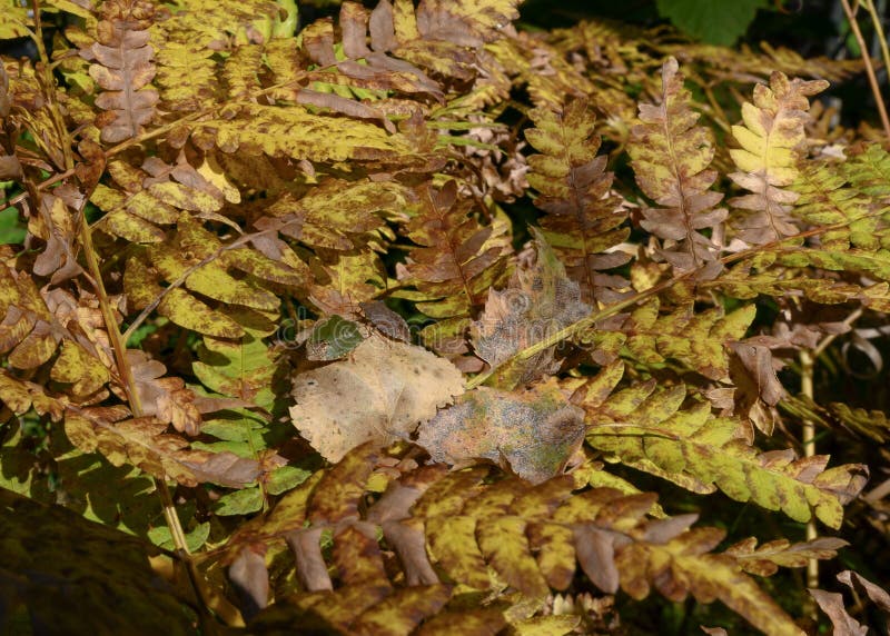 Forest Bugs on Yellowed Fern Leaves in Autumn Stock Photo - Image of ...