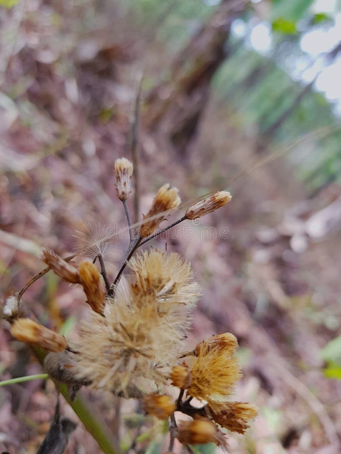 Underbrush stock photo. Image of buper, nature, tropis - 126767320