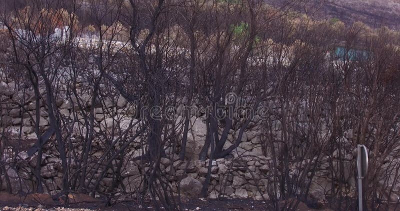 Forest Burned Down by a Forest Fire Stock Video - Video of ecology ...