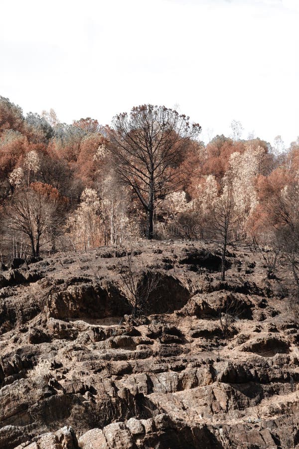 Forest burned stock photo. Image of natural, environment - 241711998