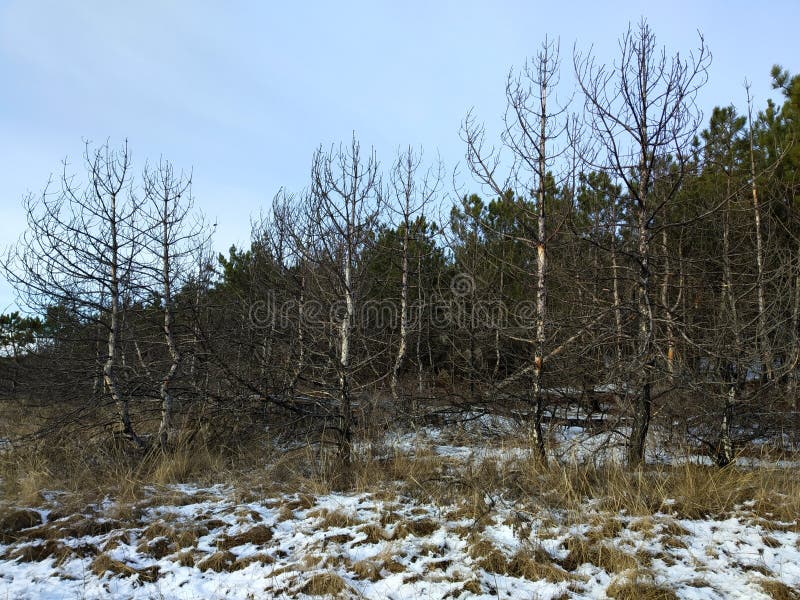 Nature Surviving Disaster Stock Photos - Free & Royalty-Free Stock ...