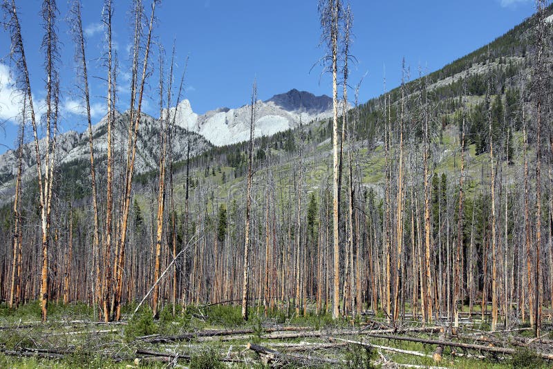 Forest of Oak Trees in Spring Stock Image - Image of beauty, maple ...