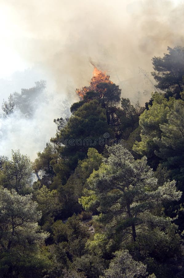 Forest burns editorial photo. Image of environment, fighting - 10663856