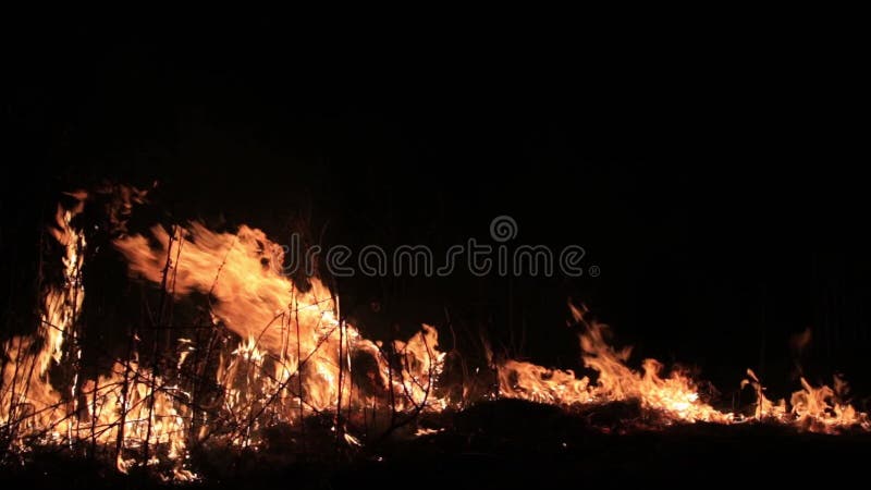 Forest Burns Out of Control Night. Flame Burning on Grass in ...