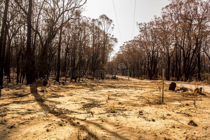 Forest Burnt during Bushfires in Australia Stock Photo - Image of ...