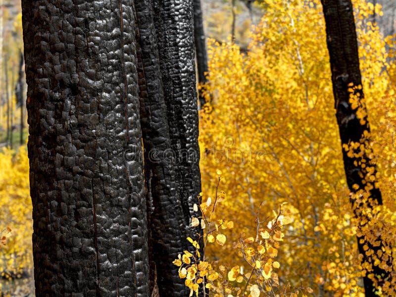 Forest of Burnt Trees in a Forest of Autumn Aspen Trees Stock Photo ...