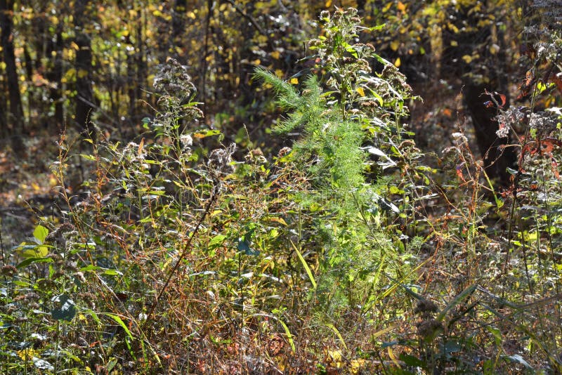 Forest Bush stock image. Image of sunlight, park, good - 85393483