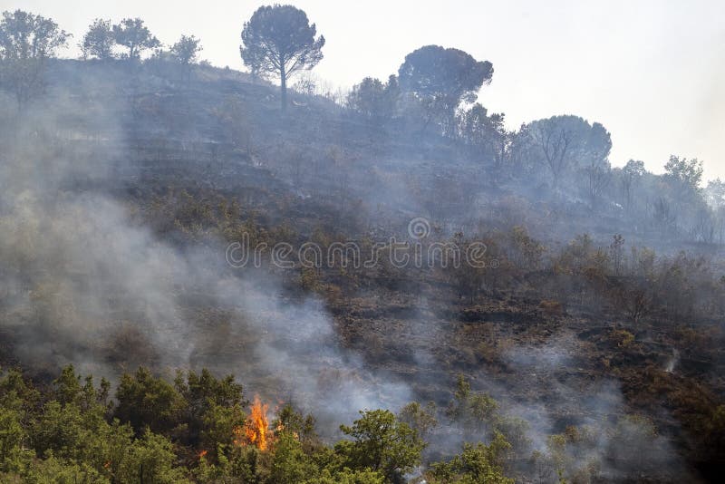 Forest and Bush Fire in Sicily Stock Image - Image of disaster, smoke ...
