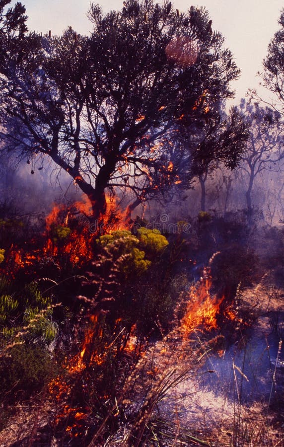 A Forest and Bush Fire in West-Australia Stock Photo - Image of danger ...