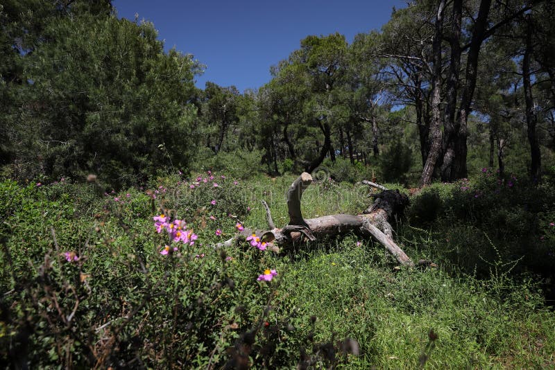 Forest in Buyukada in Istanbul, Turkey Stock Photo - Image of wood ...