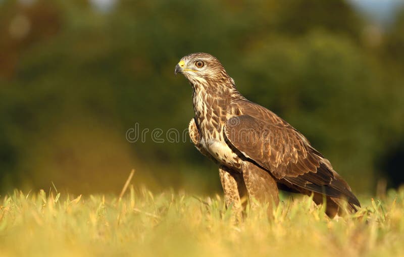 Forest buzzard stock photo. Image of buzzard, flier, autumn - 60814782