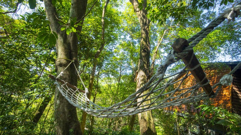 Forest Cabin, Tree, Hammock, Rest, Forest Stock Image - Image of ...