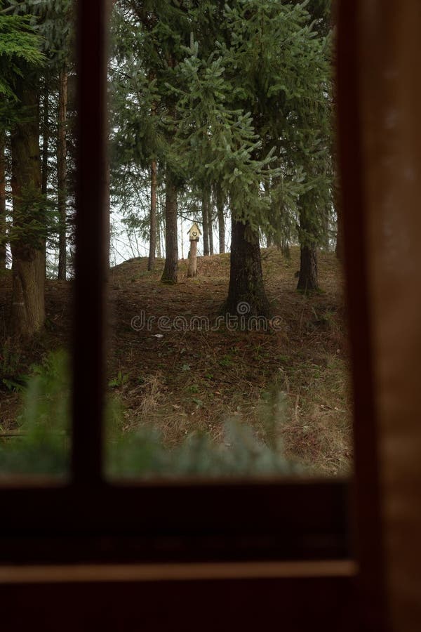 Forest through a Cabin Window Stock Photo - Image of green, nature ...