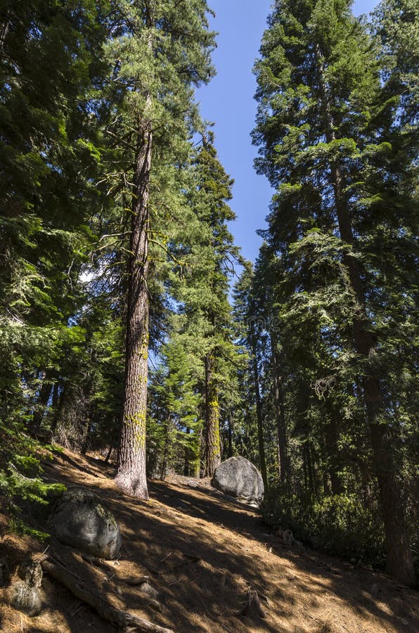 Forest in California stock photo. Image of vertical, california - 35569698