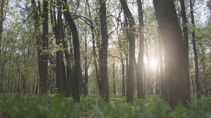 Forest, the Camera Flies through the Forest at Grass Level. Stock ...