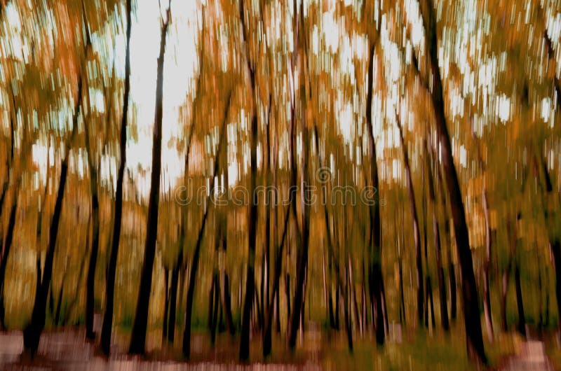 Forest in camera motion stock photo. Image of forest - 93010890
