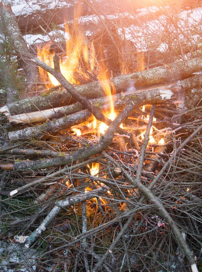 Forest camp fire stock photo. Image of orange, tree - 132691688