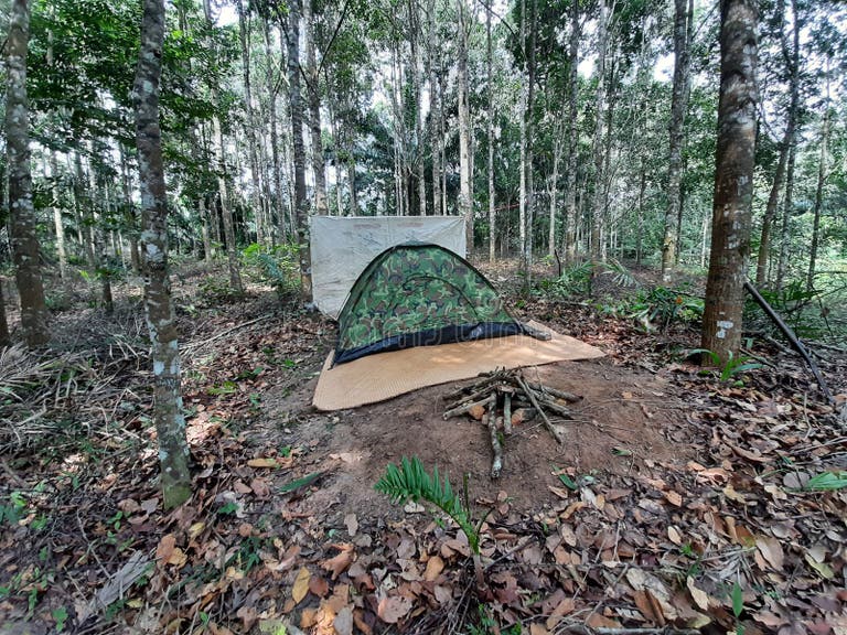 Forest camp tree stock image. Image of plant, wilderness - 183718785