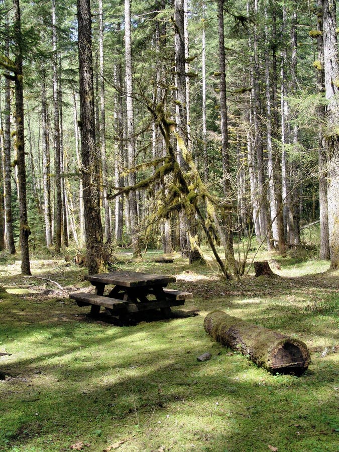 Forest campsite stock photo. Image of light, rain, mystic - 5221426