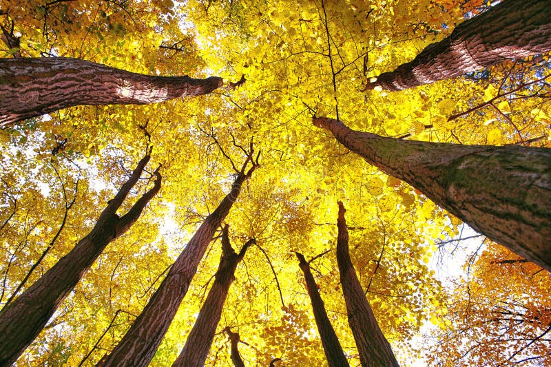 Forest canopy stock photo. Image of luscious, idyllic - 29106268