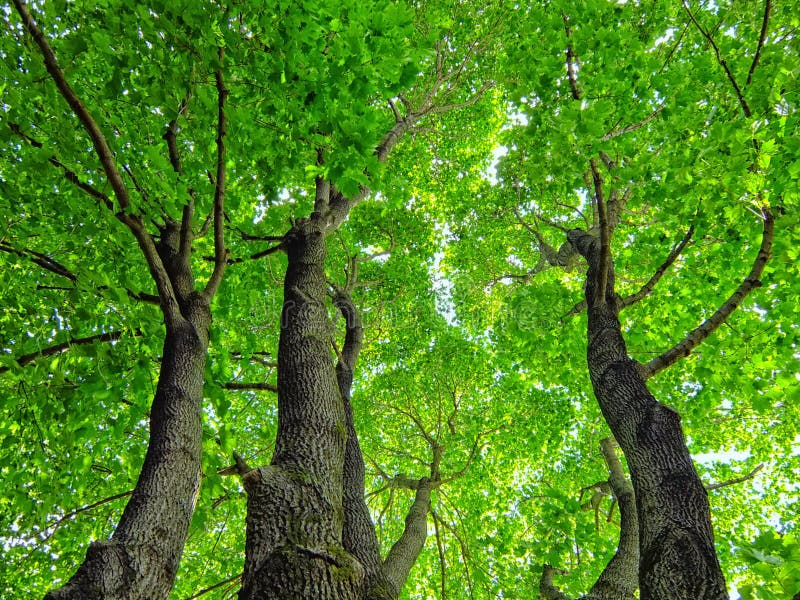 Forest canopy stock image. Image of trees, sunlight, plants - 31696005
