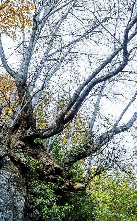Forest Canopy, Early Autumn Forest Landscape Stock Image - Image of ...