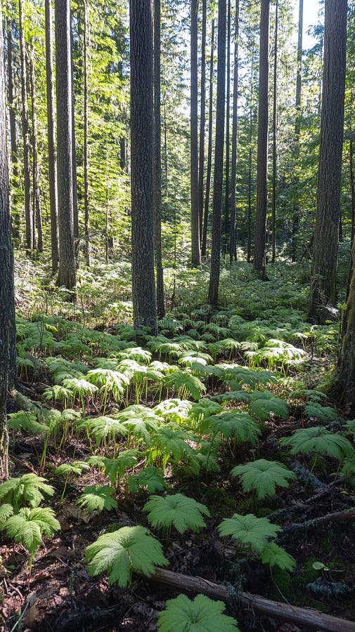 Forest Canopy Overtaken by Invasive Tree-of-heaven Disrupting Native ...