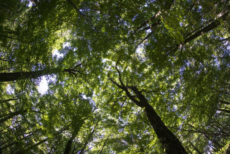 Forest Canopy Shot with Fish Eye Lens Stock Photo - Image of plant ...