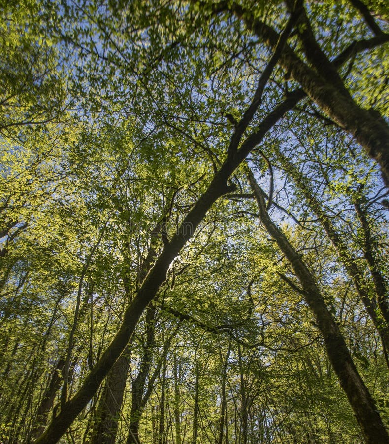 Forest Canopy in the Spring Stock Image - Image of fresh, branch: 319667109
