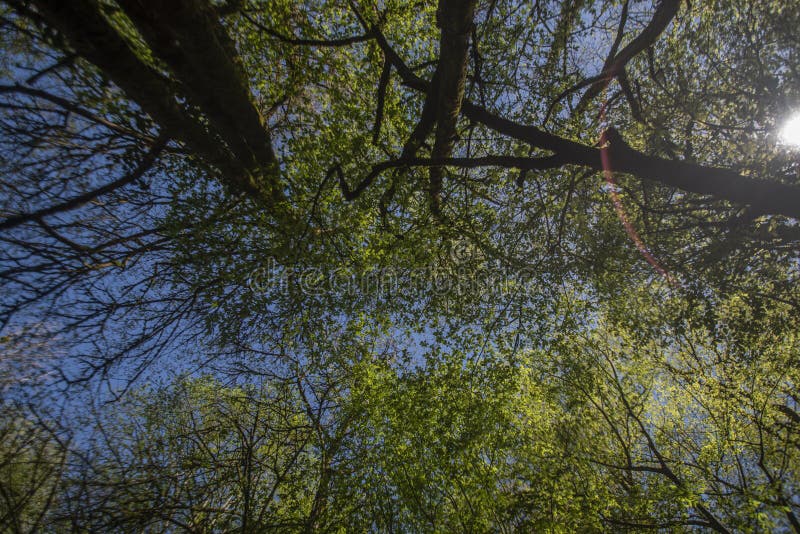 Forest Canopy in the Spring Stock Photo - Image of canopy, wood: 319667270