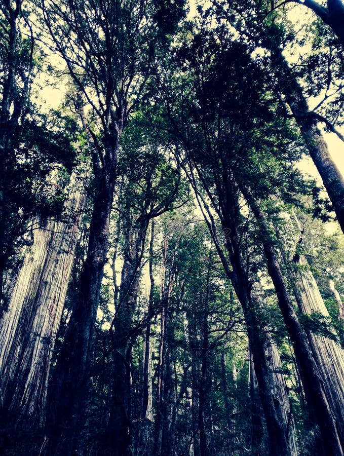 Forest Canopy and Tree Trunks Stock Image - Image of foliage, heavens ...