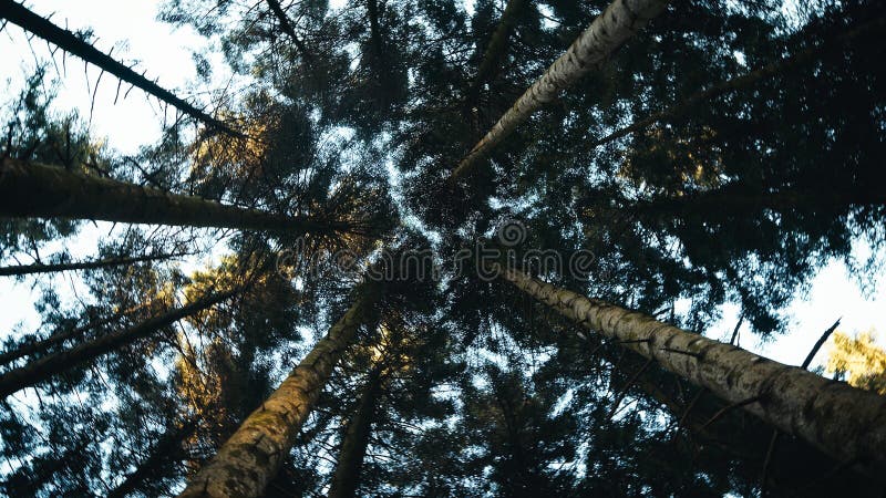 Forest with Canopy of Trees Viewed from Below Stock Image - Image of ...
