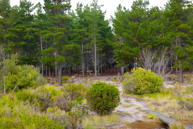 Forest in Cape Town, South Africa Stock Image - Image of cape, view ...