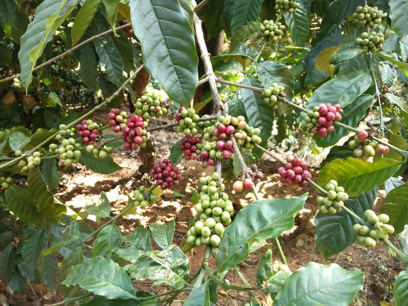 Rare cardamom stock photo. Image of good, rare, cardamom - 120482488