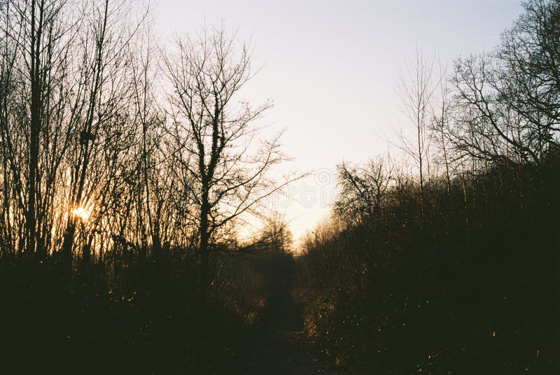 Sunset Over Trees in the Forest Stock Photo - Image of horizon ...