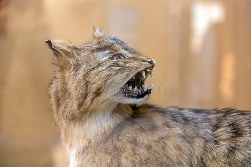 Forest Cat. a Predatory Crust with an Open Mouth with Large Sharp Fangs ...