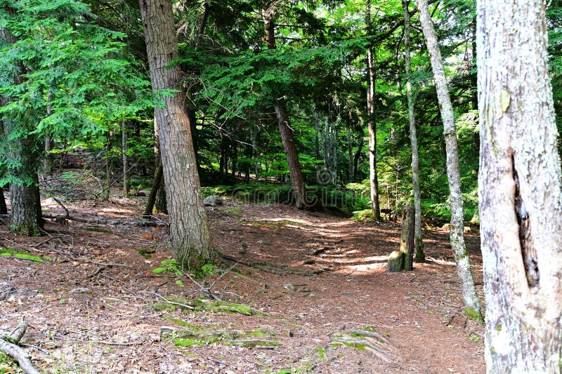 The Forest of Cathedral Ledge at Echo Lake State Park Stock Image ...