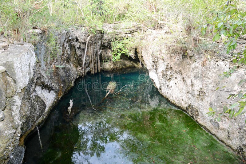 Forest with a Cenote at Giron Stock Photo - Image of bright, travel ...