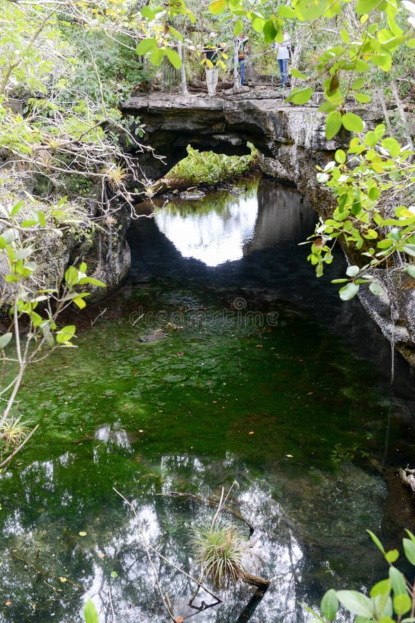 Forest with a Cenote at Giron on Cuba Editorial Stock Image - Image of ...