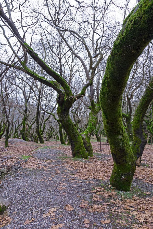 The Forest with the Centuries-old Plane Trees, in the Village of ...
