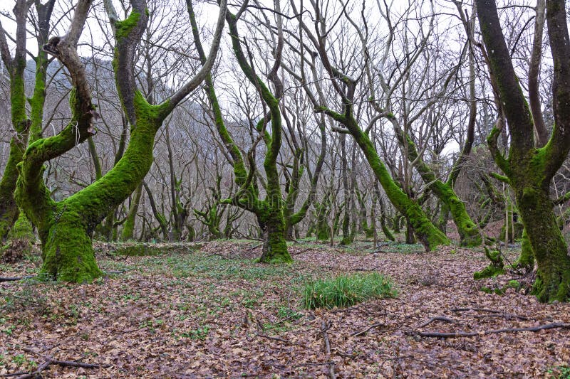 The Forest with the Centuries-old Plane Trees, in the Village of ...