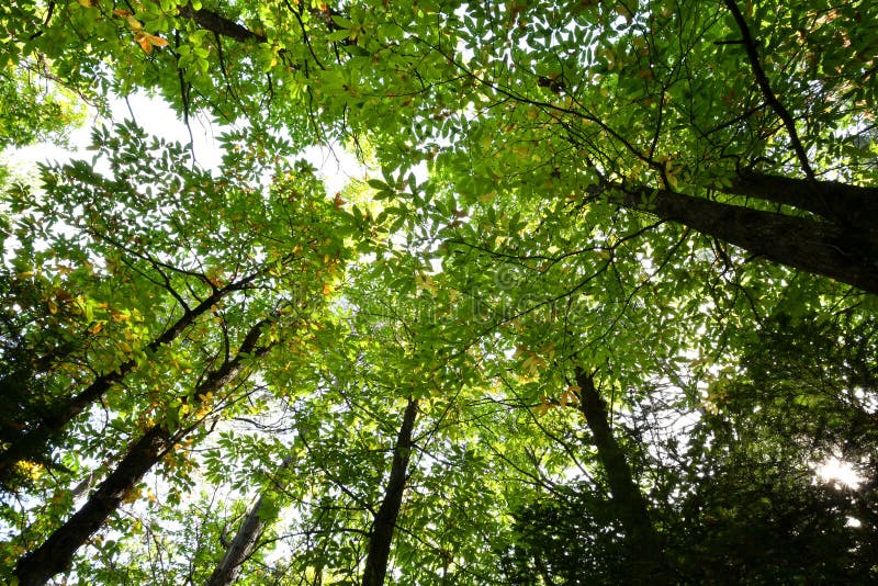 Forest of Chestnut Trees, Looking Up, Low Angle Shot Stock Photo ...