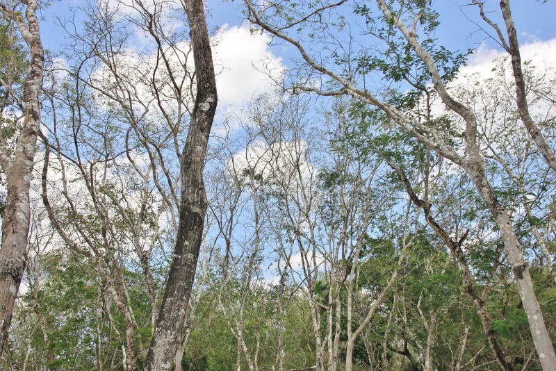 Forest in Chichen Itza Yucatan Mexico Stock Image - Image of boscage ...