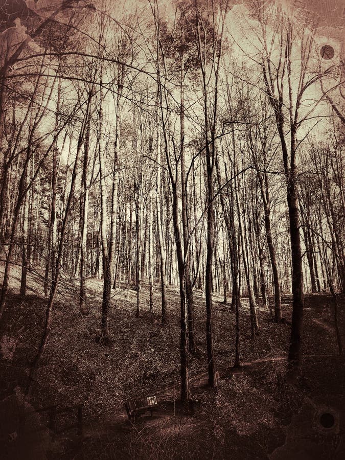 Forest chill benches stock photo. Image of wood, tree - 178807972