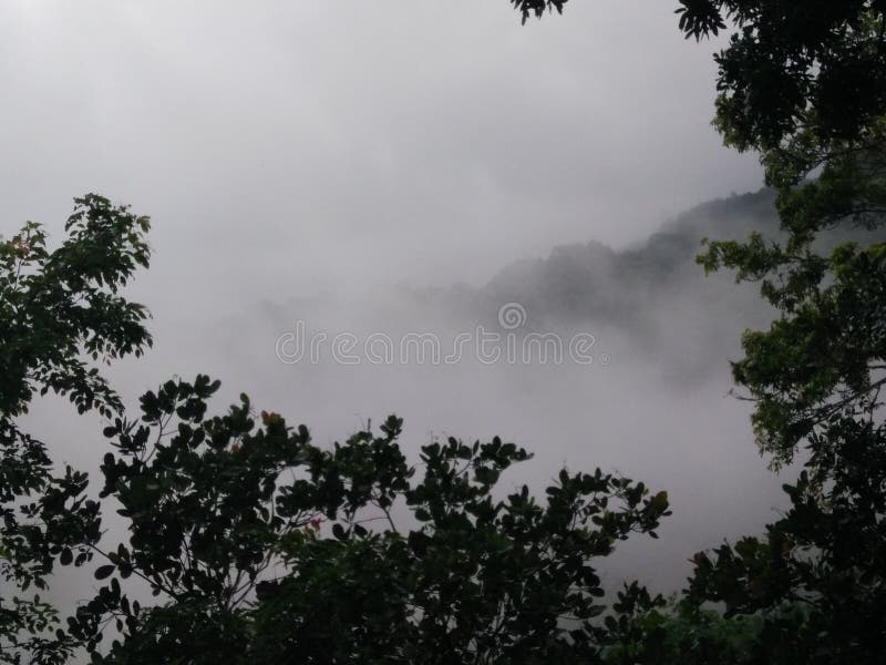 Forest stock image. Image of covering, mist, forest, weather - 98173665