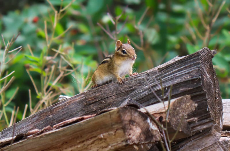 Forest Chipmunk stock image. Image of small, nature, animal - 82296789