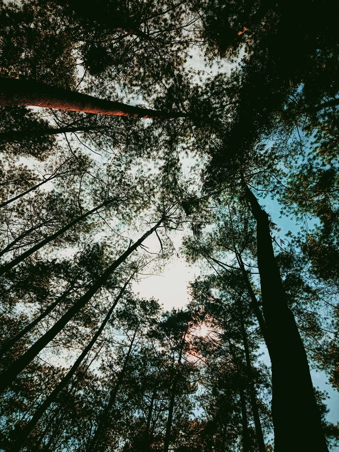 Forest chunks stock photo. Image of island, pine, java - 218988412