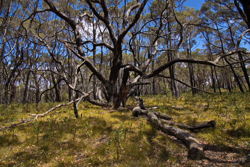 Forest at Forest Circuit Walk in Deep Creek National Park, South ...